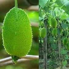 Kakrol root seeds,New kantola summer vegetable seeds,(Momordica dioica ...