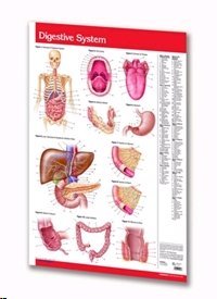 Buy Digestive System Chart Guide - Human - 24" x 36" Laminated ...