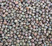 Maple Peas (English) - 25kg : Amazon.co.uk: Grocery