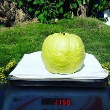 Rare Kilogram Guava Fruit Seeds For Planting Fruit Seeds 100 seeds ...
