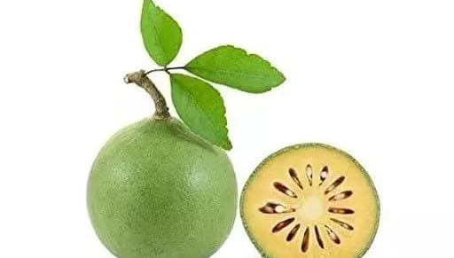 SANJU Live Bel Patra, Indian Bel (Aegle marmelos) Beal fruit Plant Pack ...