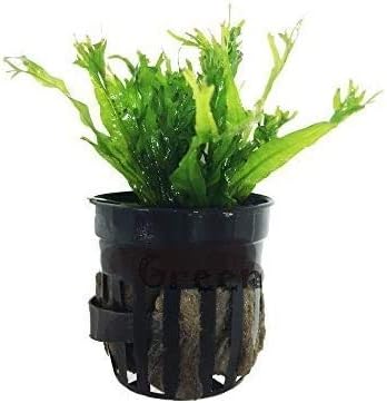 Amazon.com: Marcus Fish Tanks Java Fern Windelov Microsorum pteropus ...