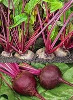 Beetroot Detroit Dark Red 6 Plug Plants, Grow Your own Veg, Garden ...