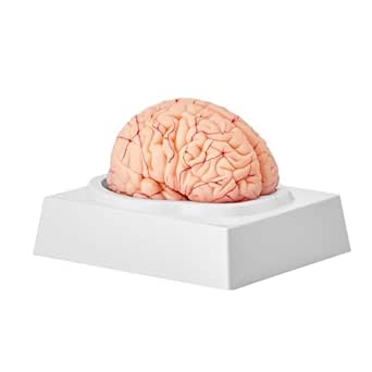 VEVOR Human Brain Model Anatomy, 1:1 Life-Size 9-Part Human Brain ...