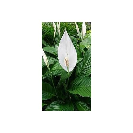 Amazon.com : MITRAEE 100pcs Spathiphyllum Peace Lily Plant Seeds ...