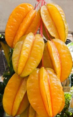 Hybrid kamranga Amrak fruit Star fruit Carambola Grafted Plant Plants ...