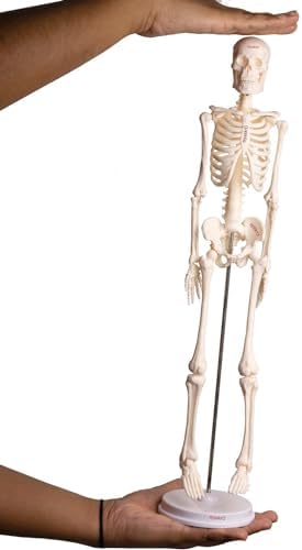Myaskro® - Boneset For Medical Students (MBBS) , Bilateral , 96% ...