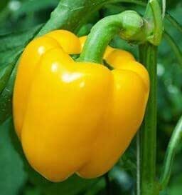 AYWAL Hybrid Yellow Capsicum Vegetable F1 Hybrid shimla mirch Seeds ...