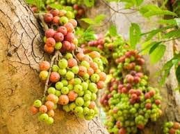 Amazon.com : ROSEVILLA Vedic Udumbara, Cluster Fig (Ficus Glomerata ...