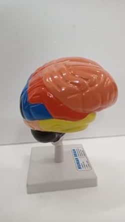E-MEDI Coloured Human Brain Model : Amazon.in: Industrial & Scientific