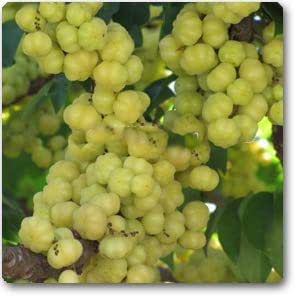 Golden Hills Farm Rare Star Gooseberry/Malay Gooseberry (Phyllanthus ...