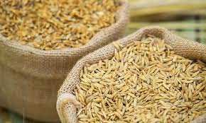 Amazon.com: Paddy Seeds - Vadlu - For Pooja - 500g (Pack of 02) : Patio ...