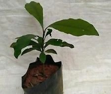 G tech garden 2 Photos Rare Live Plant From Kerala - Dwarf Rare Exotic ...