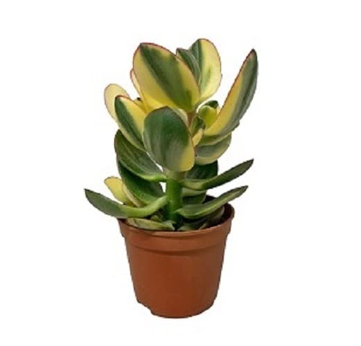 Buy Live RooT CRASSULA Ovata 'Tri-Color' (Jade Variegated) Live Online ...