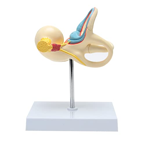 Snapklik.com : Inner Ear Model, Cochlear Semicircular Canal And ...