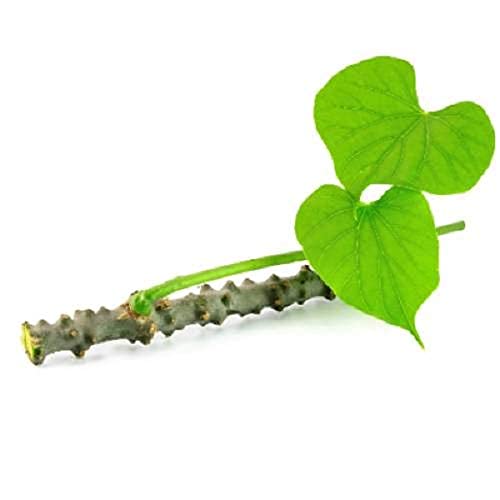 RUKDA Giloy stems, Fresh Neem Giloy Plant Stems Giloy Sticks, Guduchi ...