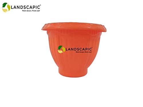 Champion Orange Pot : Amazon.in: Home & Kitchen