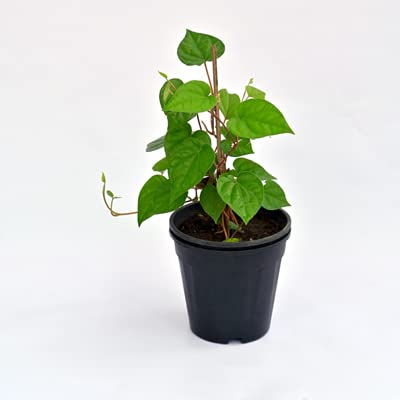 GREEN PARADISE Rare Medicinal Betel Leaf Piper betle Magai Paan ...