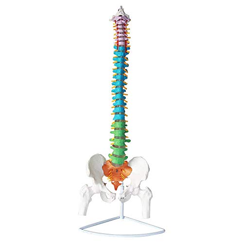Buy Human Spine Model,80CM Anatomical Spine Model with Pelvis Model ...