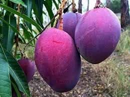 Thai All Time Mango Fruit Plant, Baromasi Sweet Grafted, Live Pack of 1 ...