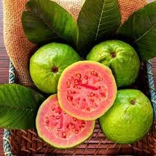 RISHIKA PLANT HOUSE RareThai Pink Red Guava Amrud Amrood Plants Tree ...