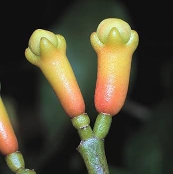 THE GREEN VIEW GARDENS Hybrid Clove Live Plant, Lobongo Plant "Special ...