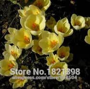 Amazon.com : 50pcs / bag ,Crocus sativus seeds , potted seed, flower ...