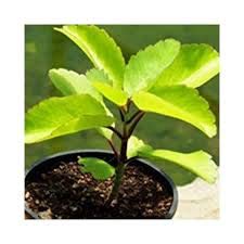 NurseryNature Patharchatta Plant : Amazon.in: Garden & Outdoors