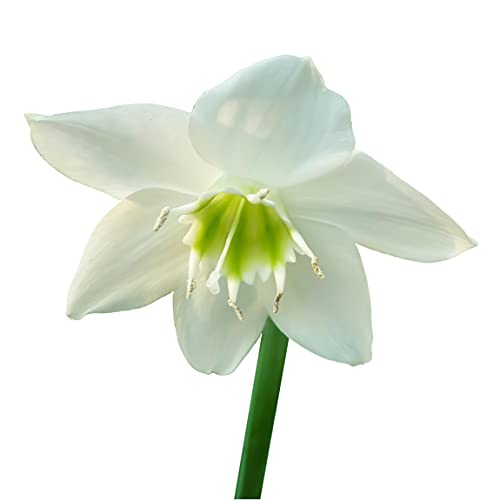 Eucharis amazonica - How to grow & care