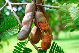 AICHPLANTANDSEEDS Tamarind Thai Sweet & Rare Sweet Variety Imli Fruit ...