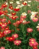 Amazon.com : Tanacetum coccineum Pyrethrum coccineum Super Duplex Mix ...