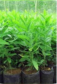 White chandan seeds for plantation Pack of 13 : Amazon.in: Garden ...