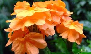VENUS-ONLINE Aboli/Crossandra infundibuliformis/Crossandra/kanakambaram ...