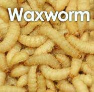 MONTAUR 50 waxworms (15g) : Amazon.co.uk: Pet Supplies