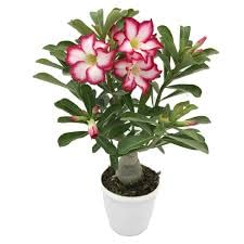 Oxygreenplant Adenium,Desert Rose,Marubhoomi gulab Healthy flower plant ...