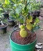 Original All Time (GRAFTED) Dwarf Green Jackfruit Tropical Rare ...