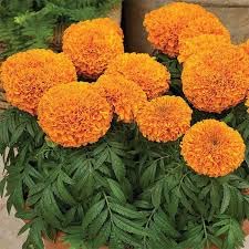 Zabbus Seeds Marigold Inca Orange Flower Seeds Hybrid F1 Seeds All ...