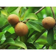 Maa tara green house Hybried indian sweet & testy thai kalapati chikoo ...