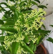 ND PLANT BAZAR Hasnuhana flower plant : Amazon.in: Garden & Outdoors
