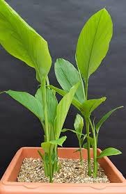 Oxygreenplant Haldi,Turmeric, Halodhi, Haridra, Marmarii, Halud, Halad ...