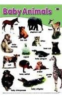 Baby Animals Chart : Amazon.in: Books