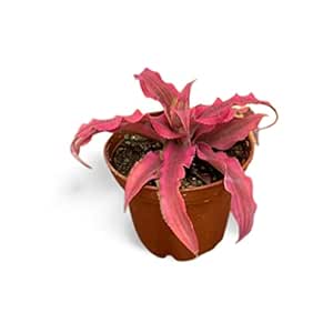 Creative Farmer Exotic Plant Cryptanthus Ruby, 8.5 Cm Potindoor Easy To ...