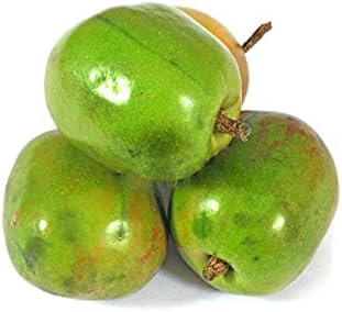 Amazon.com : Fresh Jocote Fruit (Spanish Plum, Ciruela, Obo, Jobo ...
