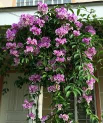 Garlic Vine Flower Plant/ Garlic Vine Ornamental Vine Plant Creeper and ...