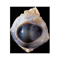 Sheep Eyes, Preserved, Pail of 100: Amazon.com: Industrial & Scientific