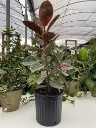 Rubber live plants indoor (Pack of 1) : Amazon.in: Garden & Outdoors