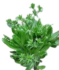 MANISHA'S DAFFODILS Rare African Malli (Eryngium Foetidum),Mexican ...