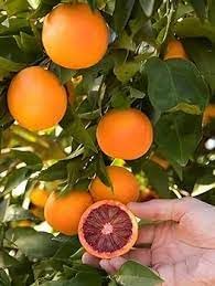 Red Malta Orange Plant(Grafted) PACK OF 1 : Amazon.in: Garden & Outdoors