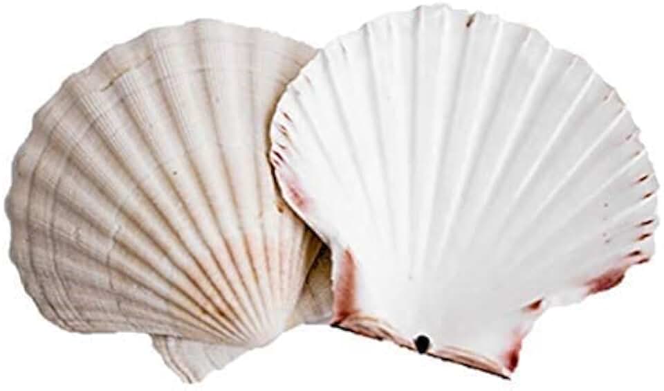 Amazon.co.uk: Shells