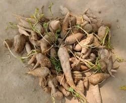 Kantola Plant Root | Spiny Gourd Live Plant Root | Kantola roots Pack ...